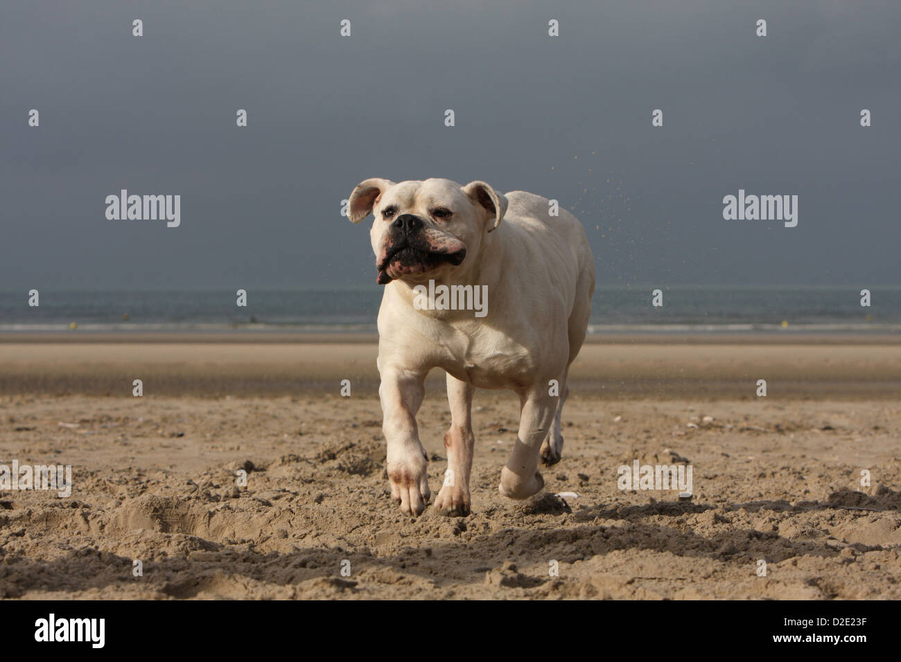 Dog American Bulldog / Bully adult running on the beach Stock Photo - Alamy