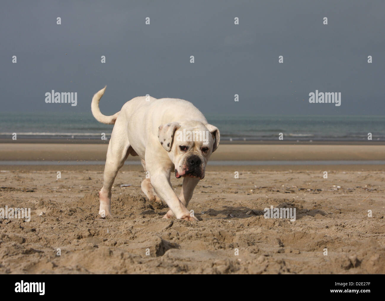 Dog American Bulldog / Bully adult running on the beach Stock Photo - Alamy