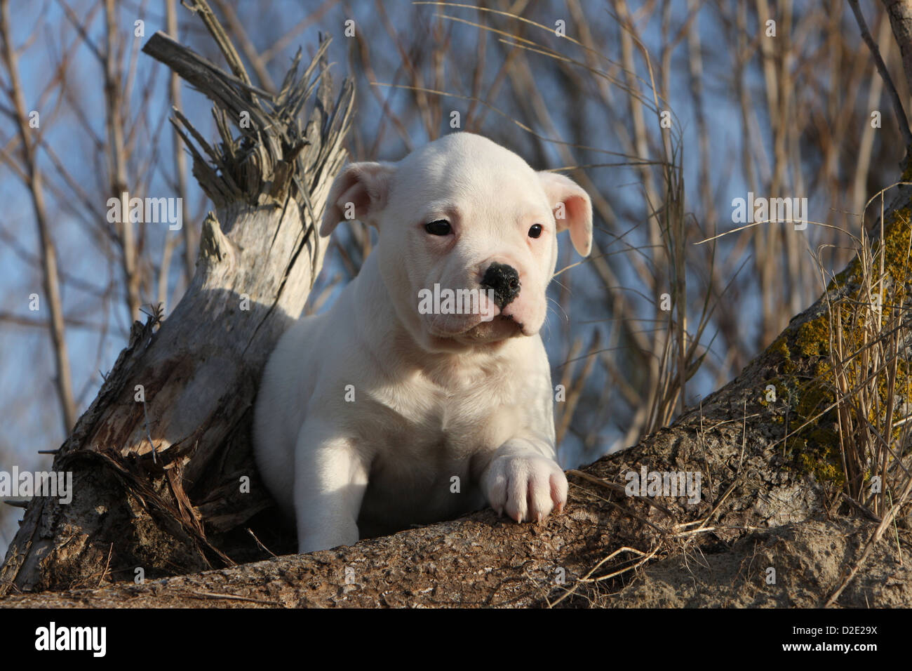 Dog American Bulldog / Bully puppy lying on the branch of a tree Stock ...