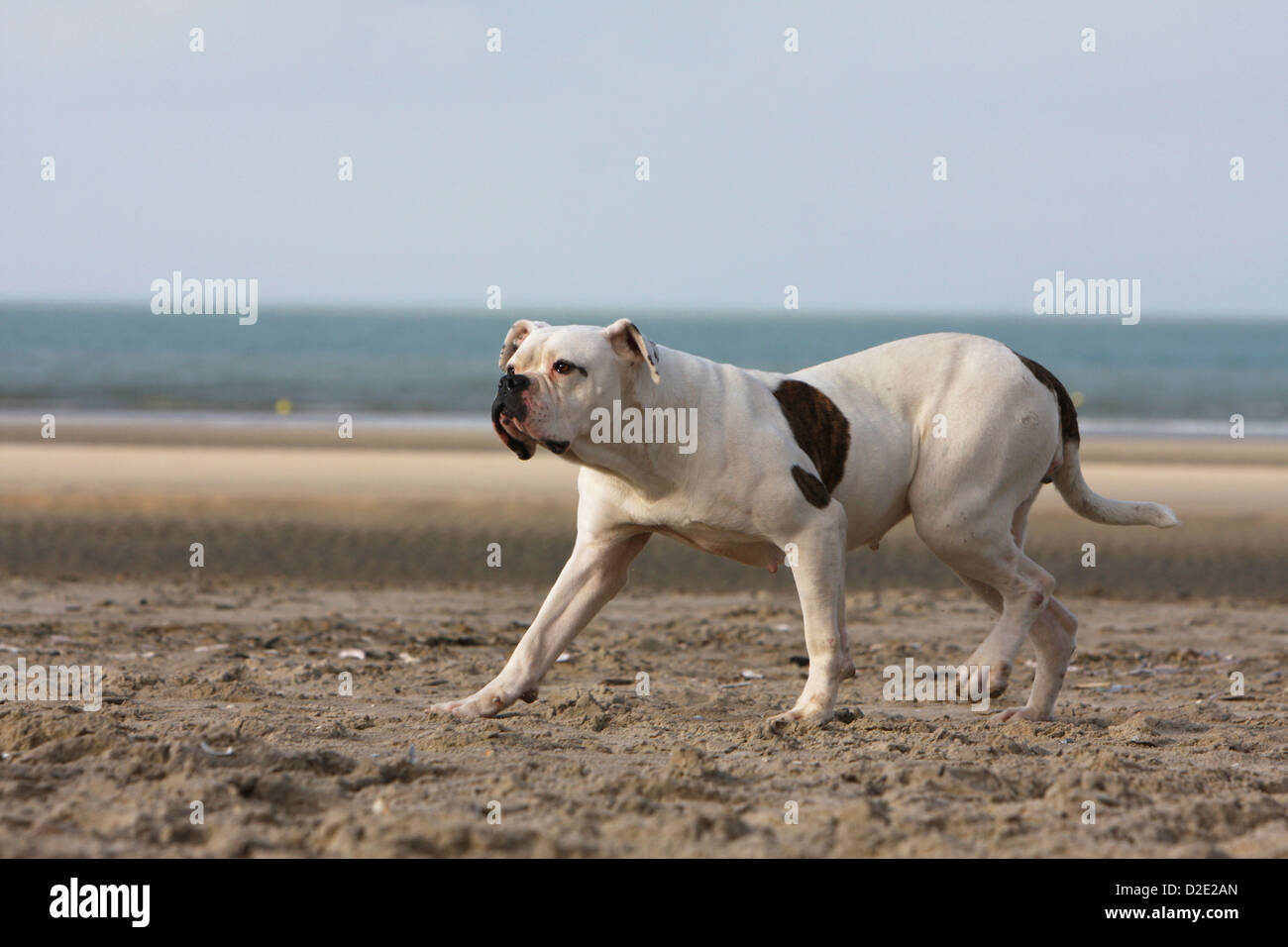 Dog American Bulldog / Bully adult running on the beach Stock Photo - Alamy