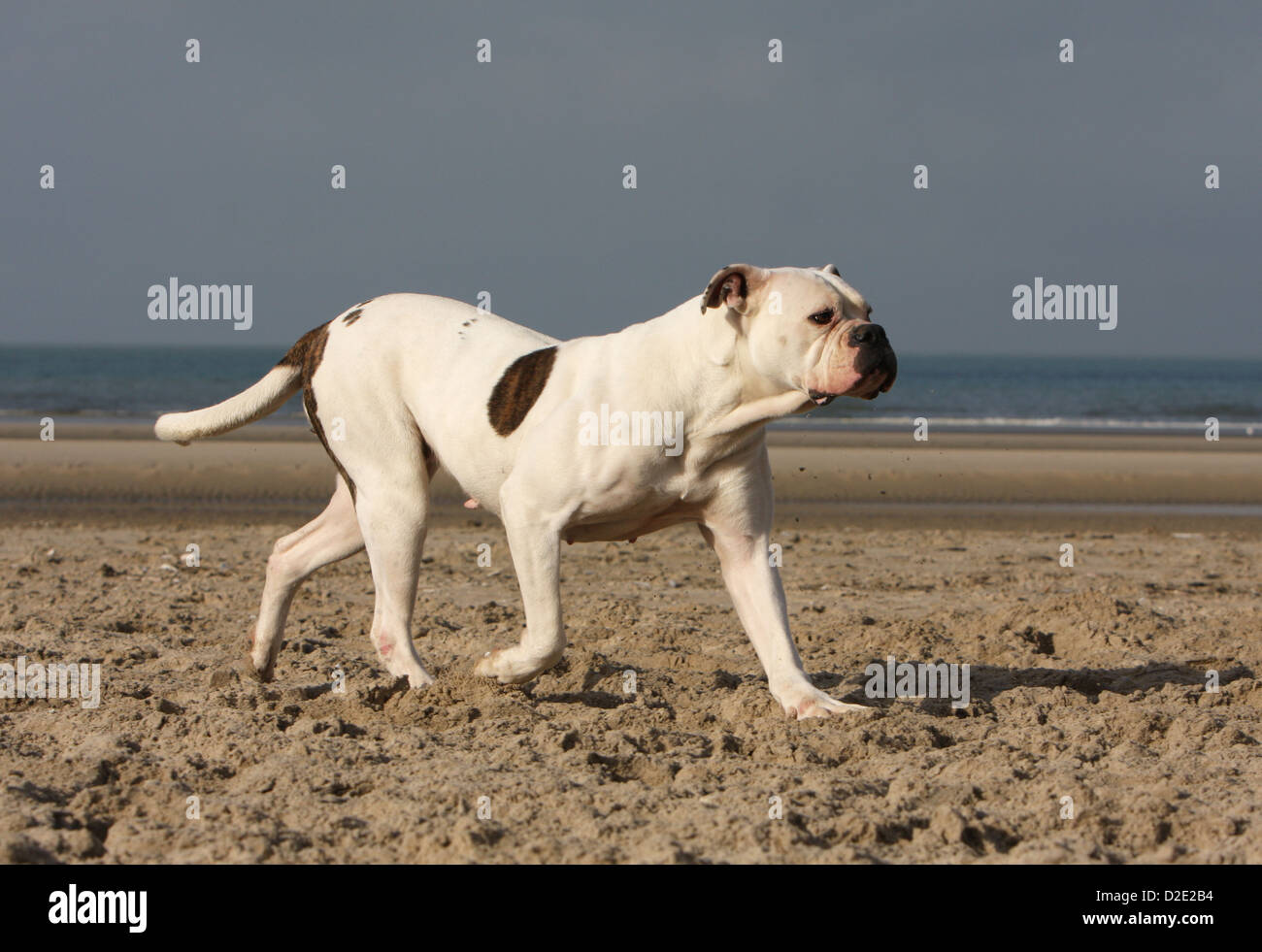 Dog American Bulldog / Bully adult running on the beach Stock Photo - Alamy