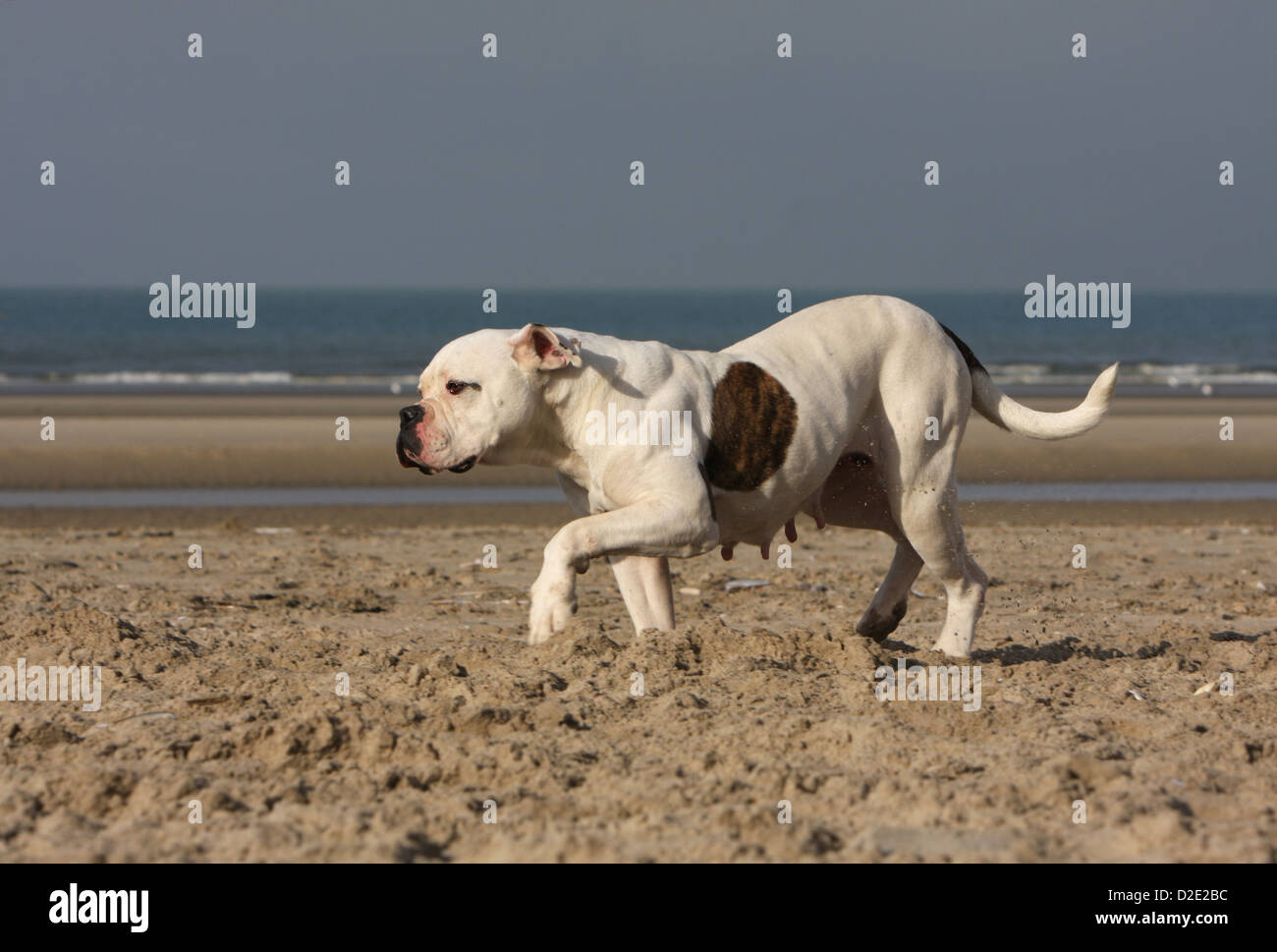 Dog American Bulldog / Bully adult running on the beach Stock Photo - Alamy