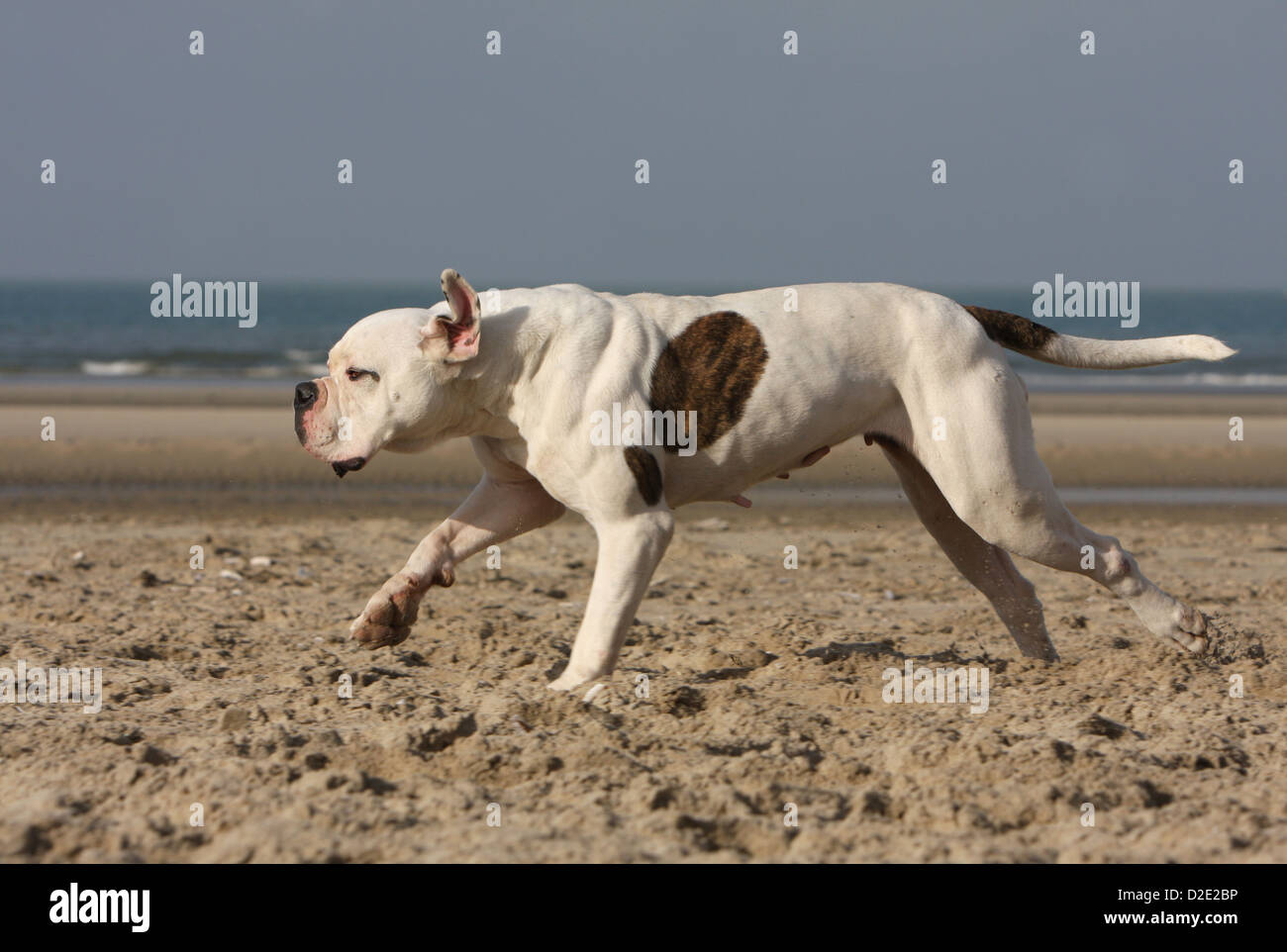 Dog American Bulldog / Bully adult running on the beach Stock Photo - Alamy