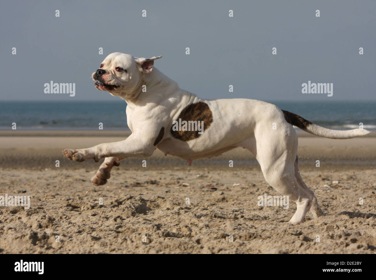 Dog American Bulldog / Bully adult running on the beach Stock Photo - Alamy