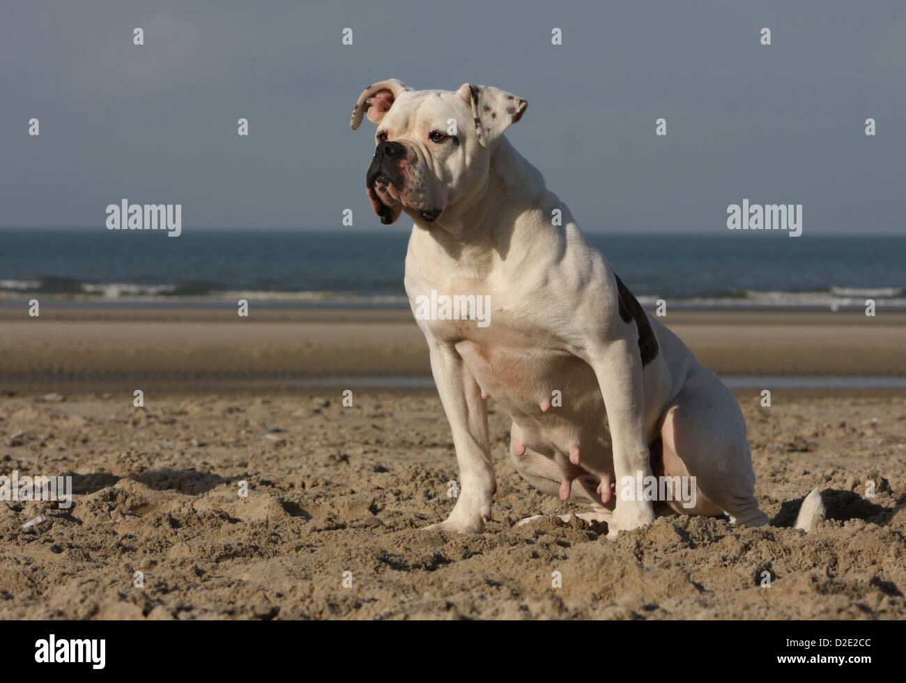 Dog American Bulldog / Bully adult sitting on the beach Stock Photo - Alamy