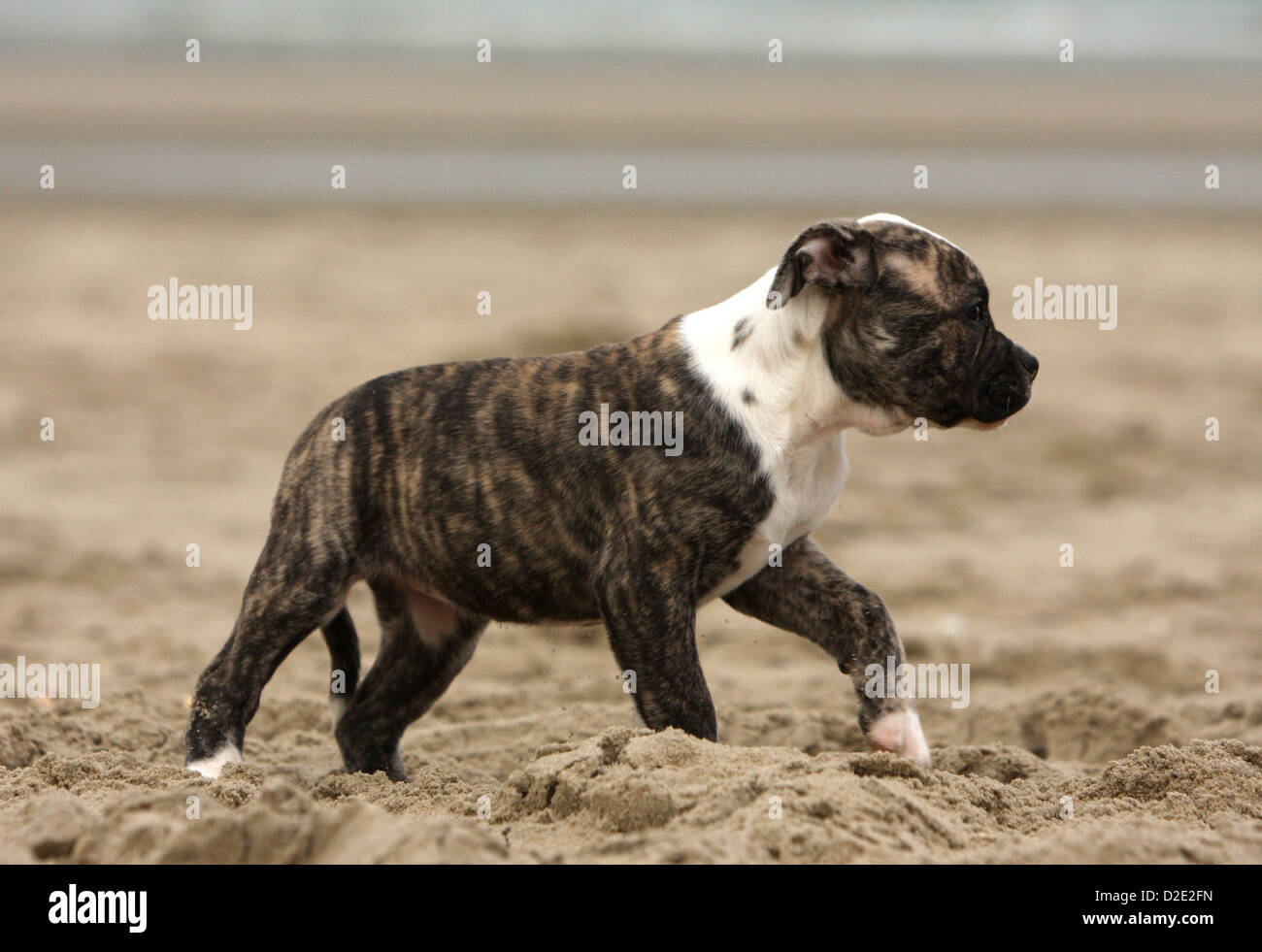 American bully walking hi-res stock photography and images - Alamy