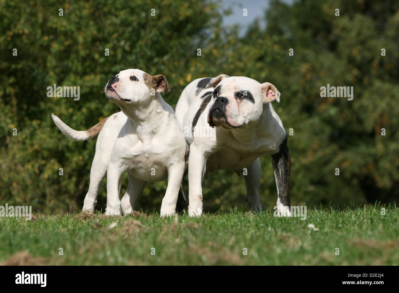 Dog American Bulldog / Bully adult and puppy standing in a meadow Stock ...