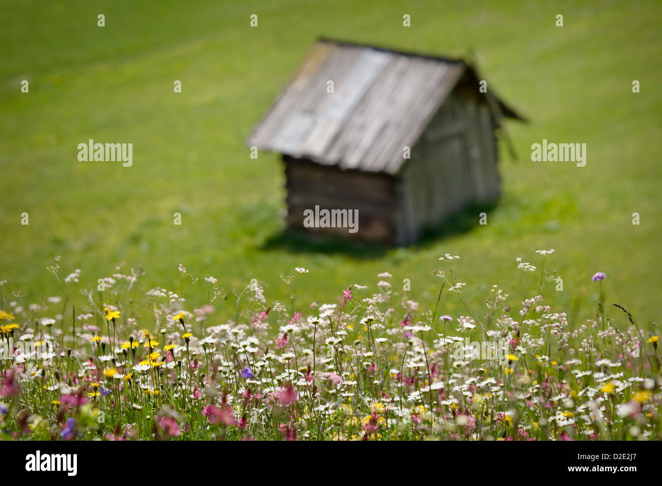 Hay barn in meadow, Austrian Alps. June Stock Photo - Alamy