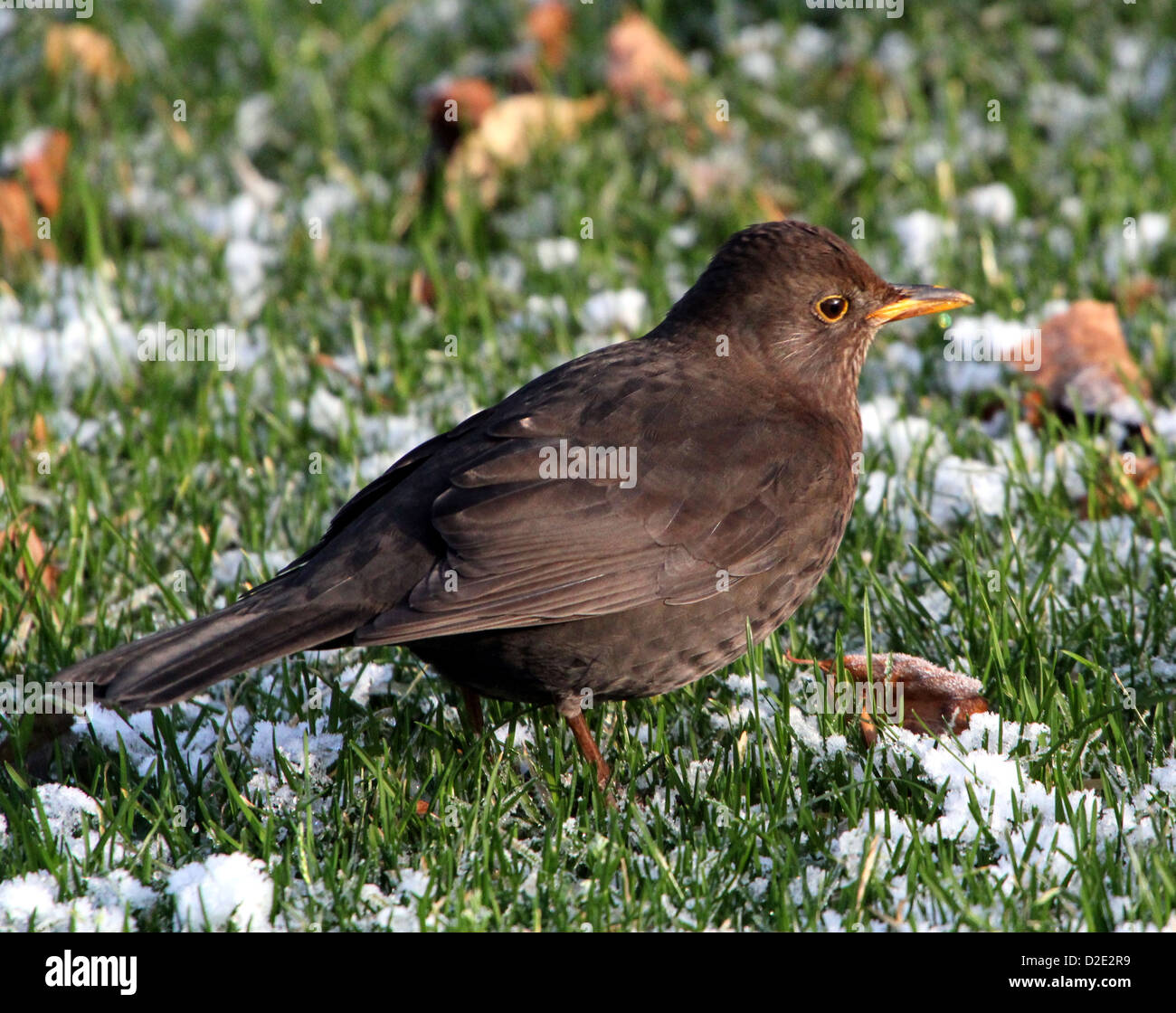Female eurasian blackbird hi-res stock photography and images - Alamy