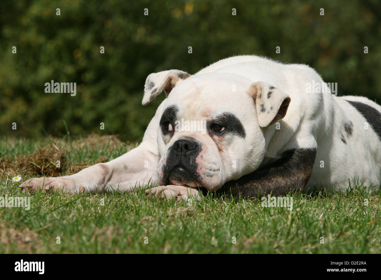 Dog American Bulldog / Bully adult lying down in a meadow Stock Photo ...