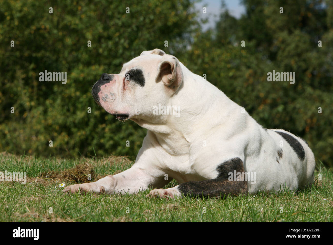 Dog American Bulldog / Bully adult lying in a meadow Stock Photo - Alamy