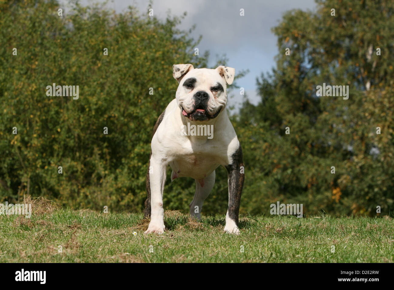 Dog American Bulldog / Bully adult standing in a meadow Stock Photo - Alamy