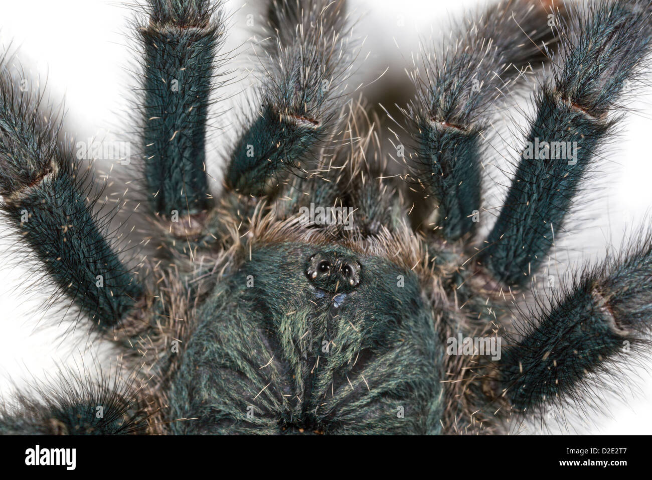 Avicularia Avicularia Setup