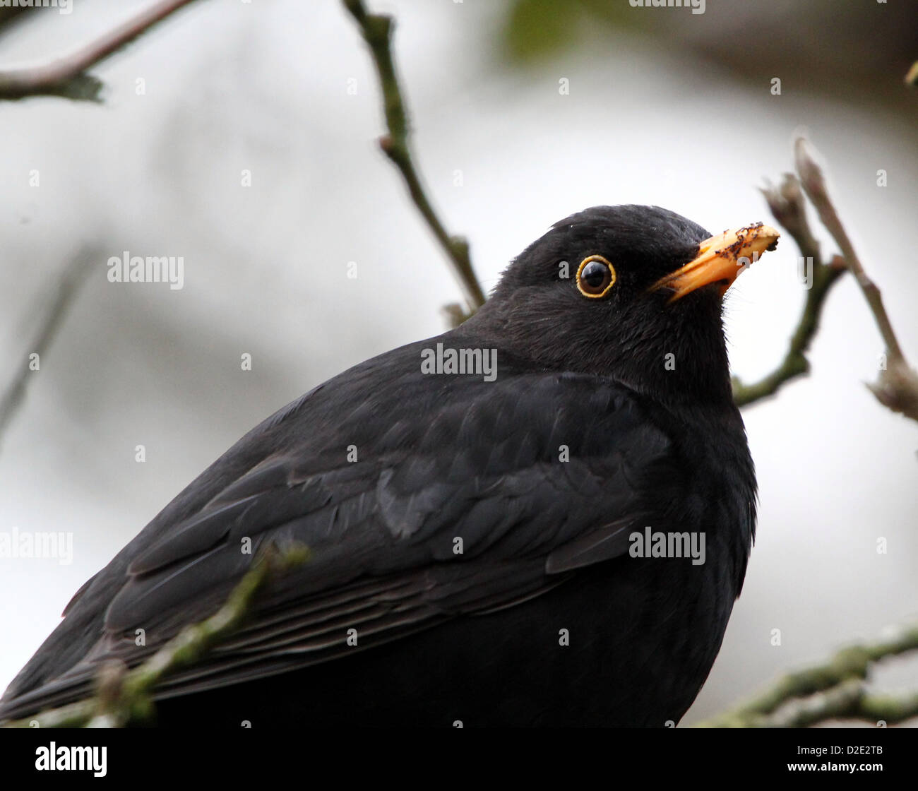 Detailed close-up of a male Eurasian Blackbird (Turdus merula) with ...