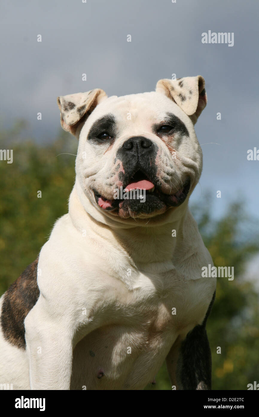 Dog American Bulldog / Bully adult portrait Stock Photo - Alamy