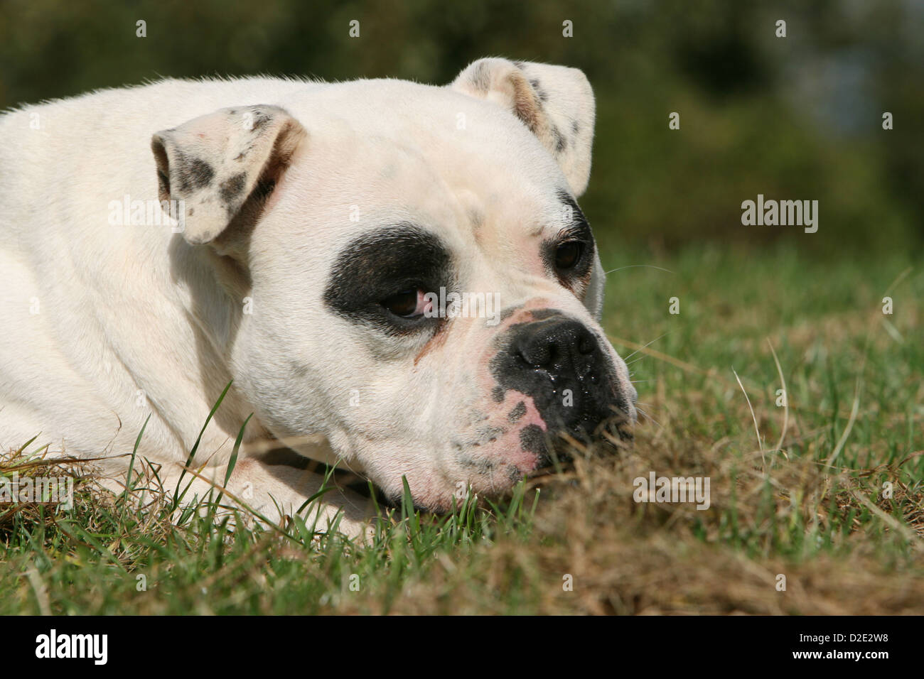 Dog American Bulldog / Bully adult portrait Stock Photo - Alamy