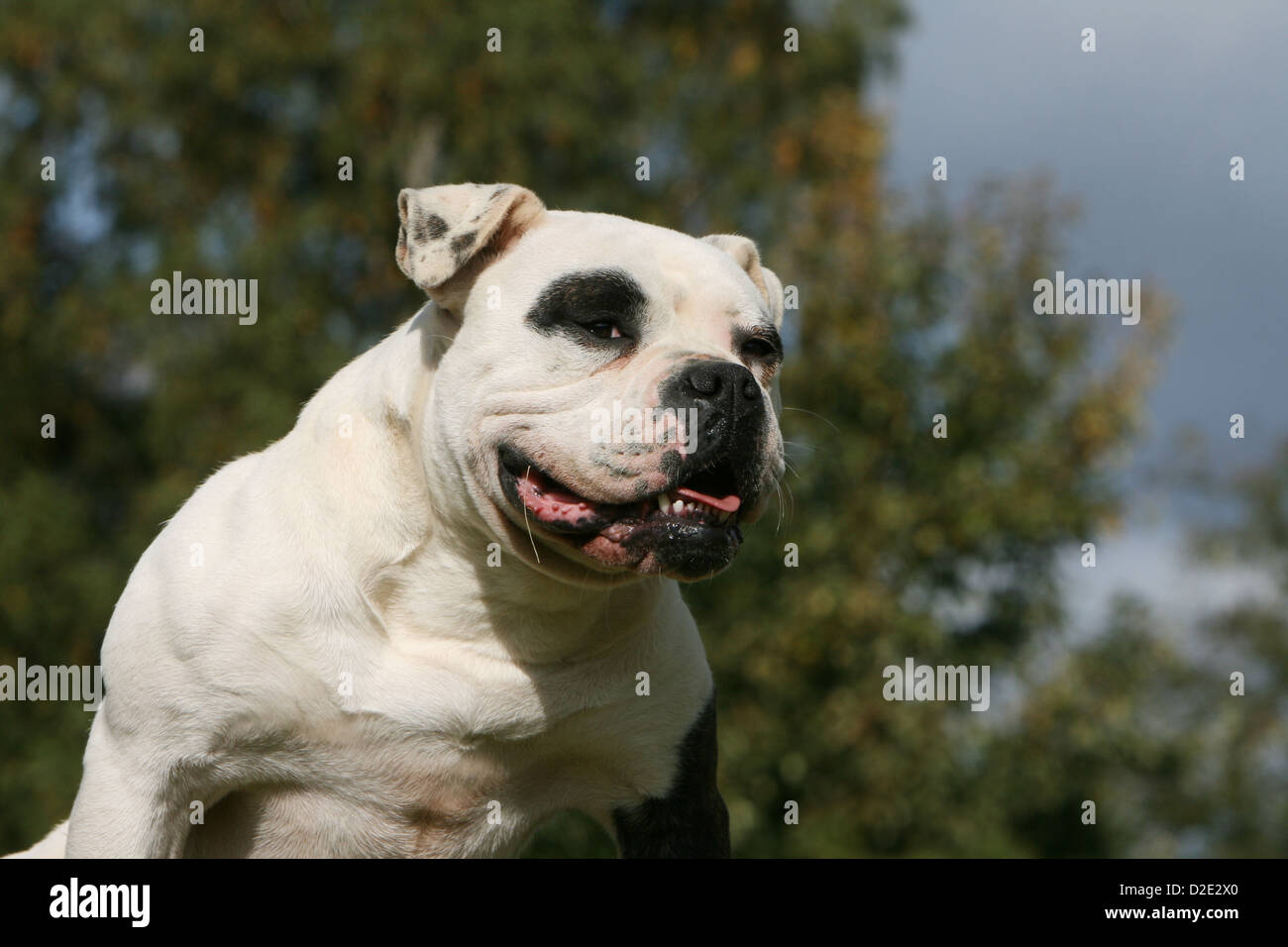 Dog American Bulldog / Bully adult portrait Stock Photo - Alamy