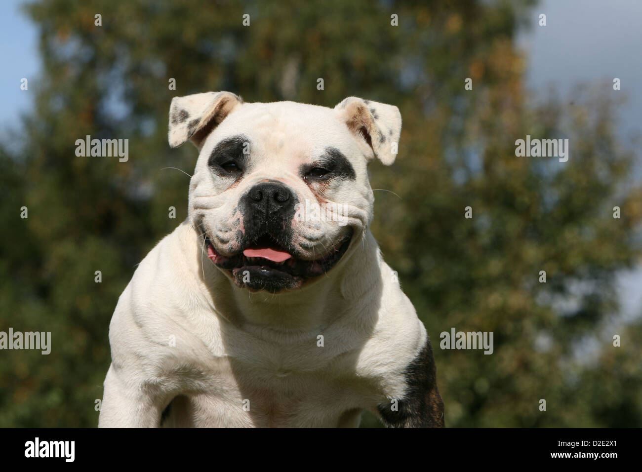 American bully hi-res stock photography and images - Alamy