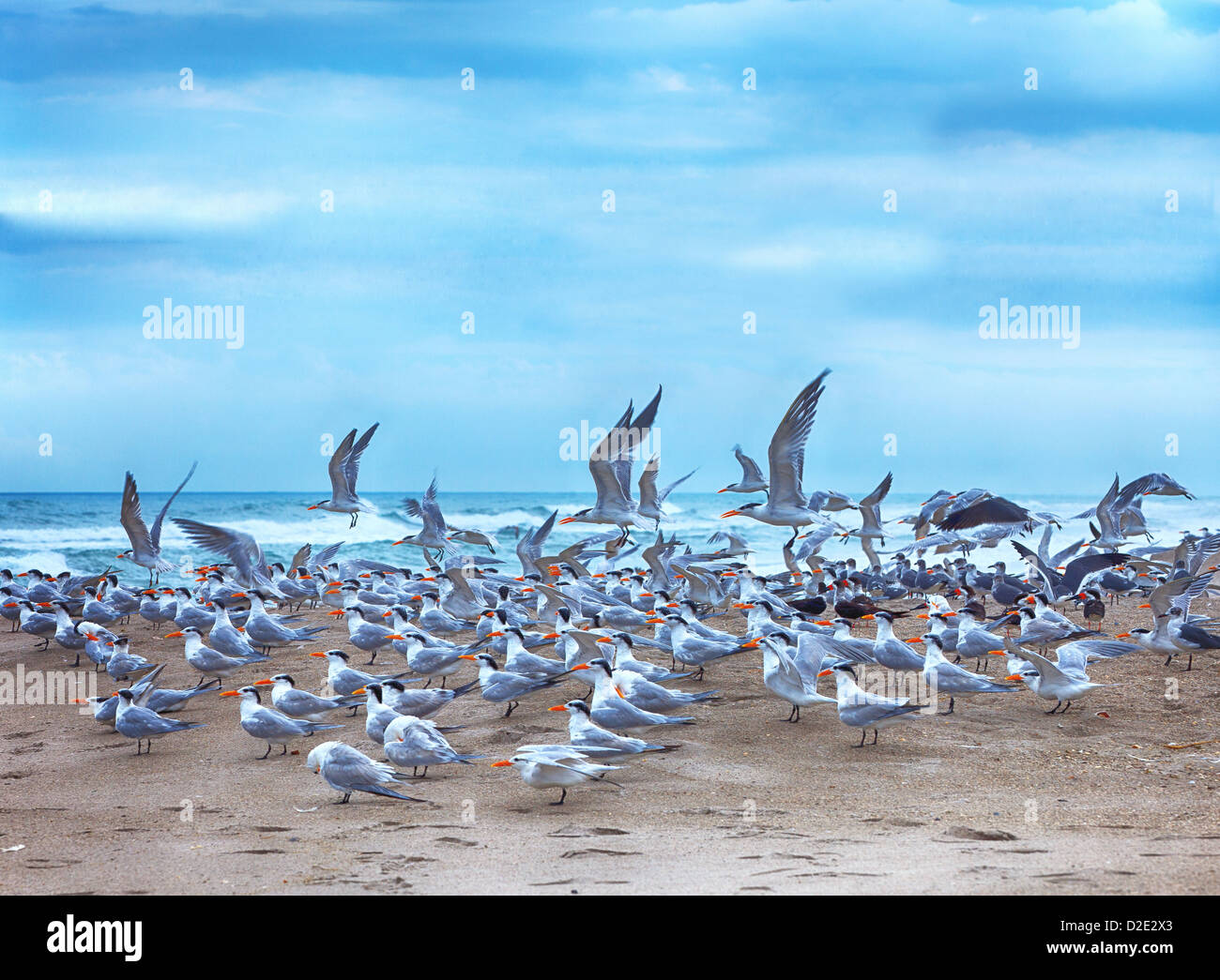 Seagulls on the beach Stock Photo - Alamy