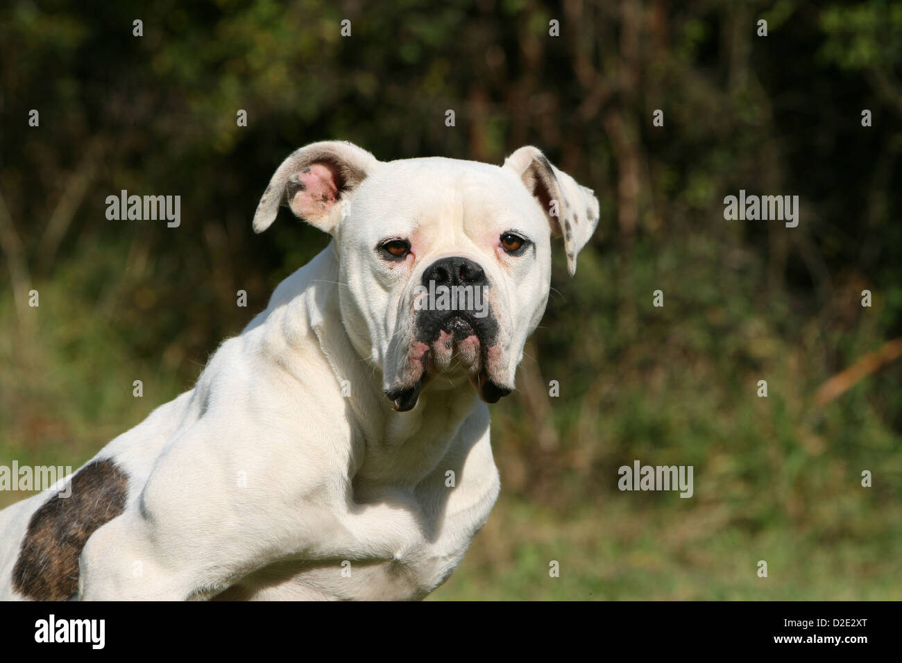 Dog American Bulldog / Bully adult portrait Stock Photo - Alamy