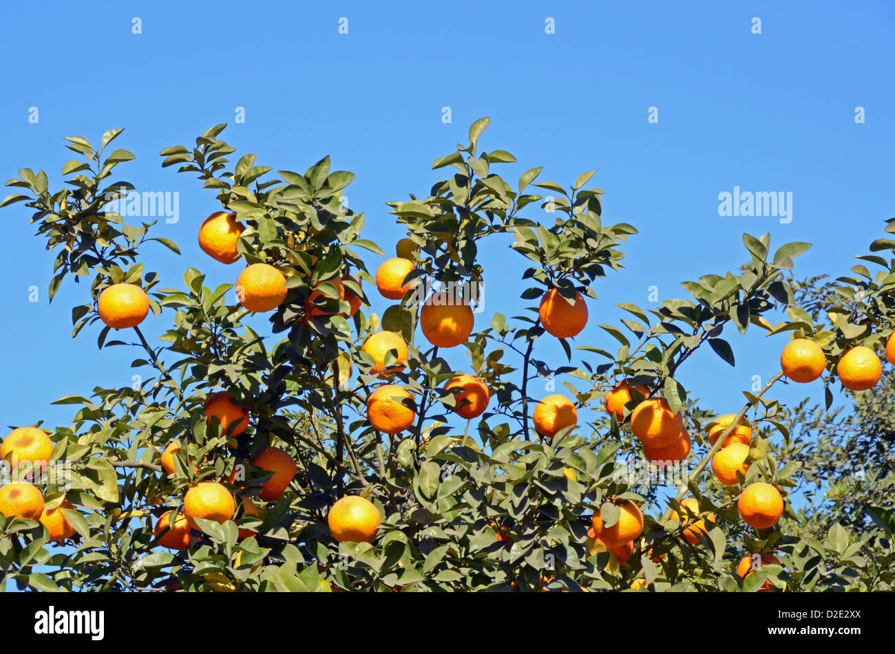 Orange tree, Morocco Stock Photo - Alamy