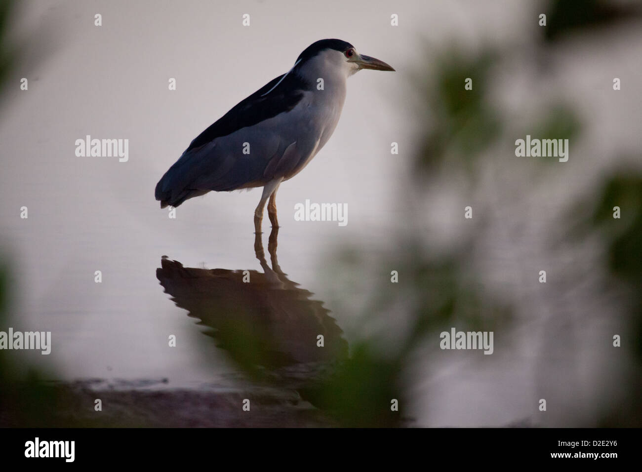 Black-crowned night-heron, Nycticorax nycticorax, in Sarigua national ...