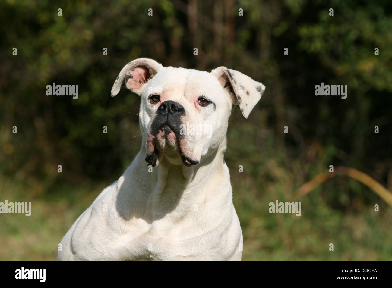Dog American Bulldog / Bully adult portrait Stock Photo - Alamy
