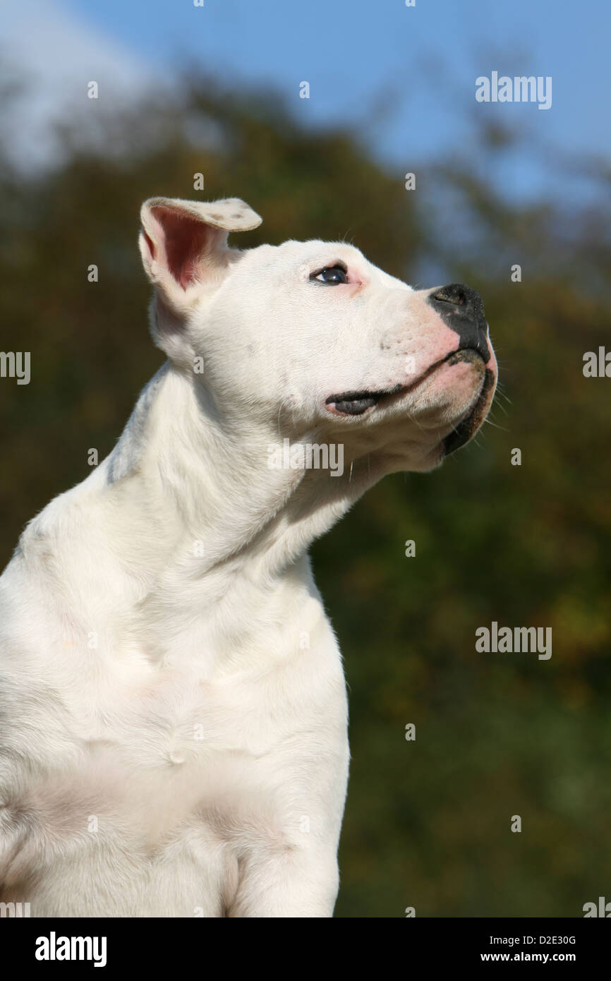 Dog American Bulldog / Bully puppy portrait profile Stock Photo - Alamy