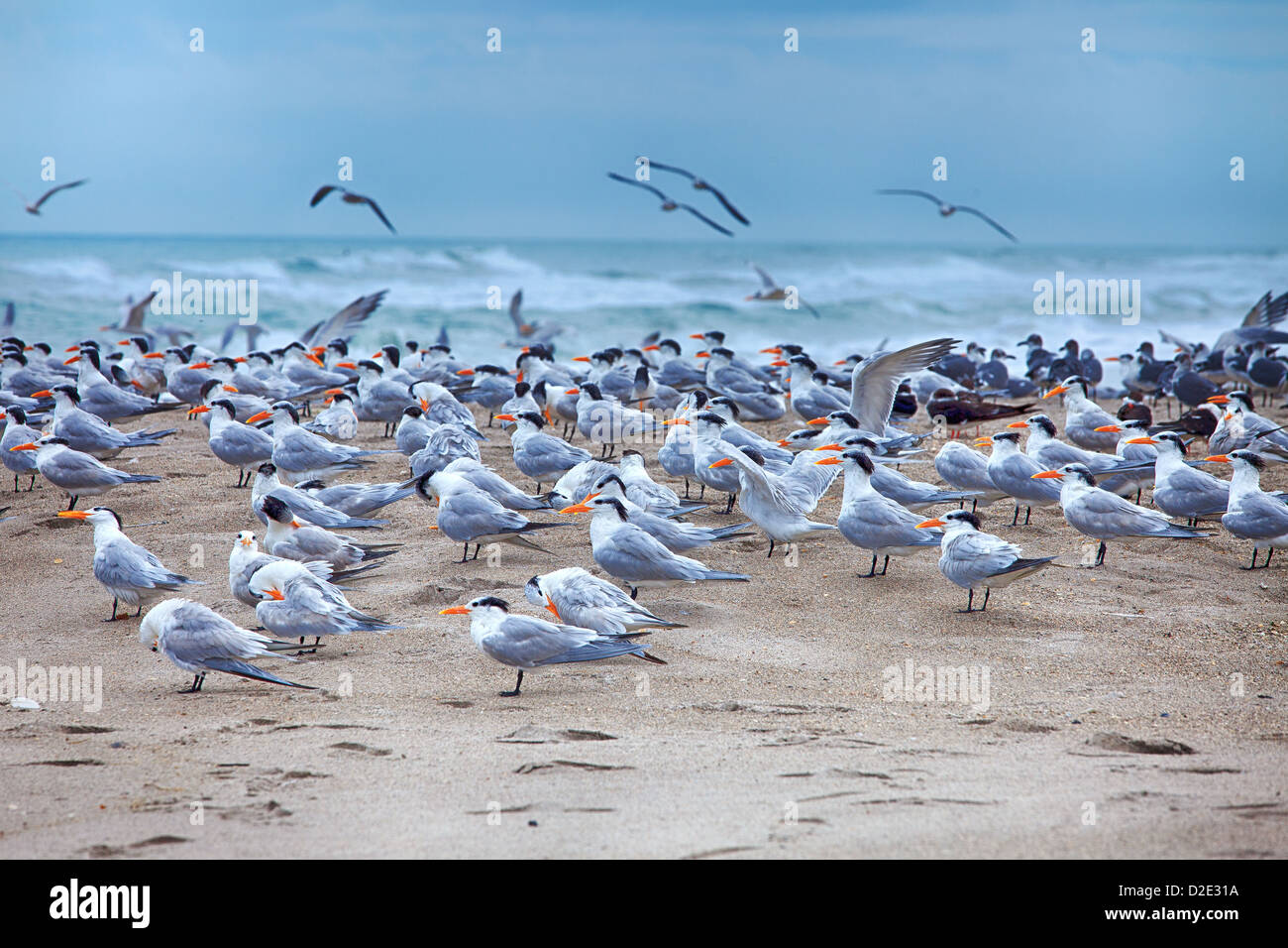 Florida beach seagulls hi-res stock photography and images - Alamy