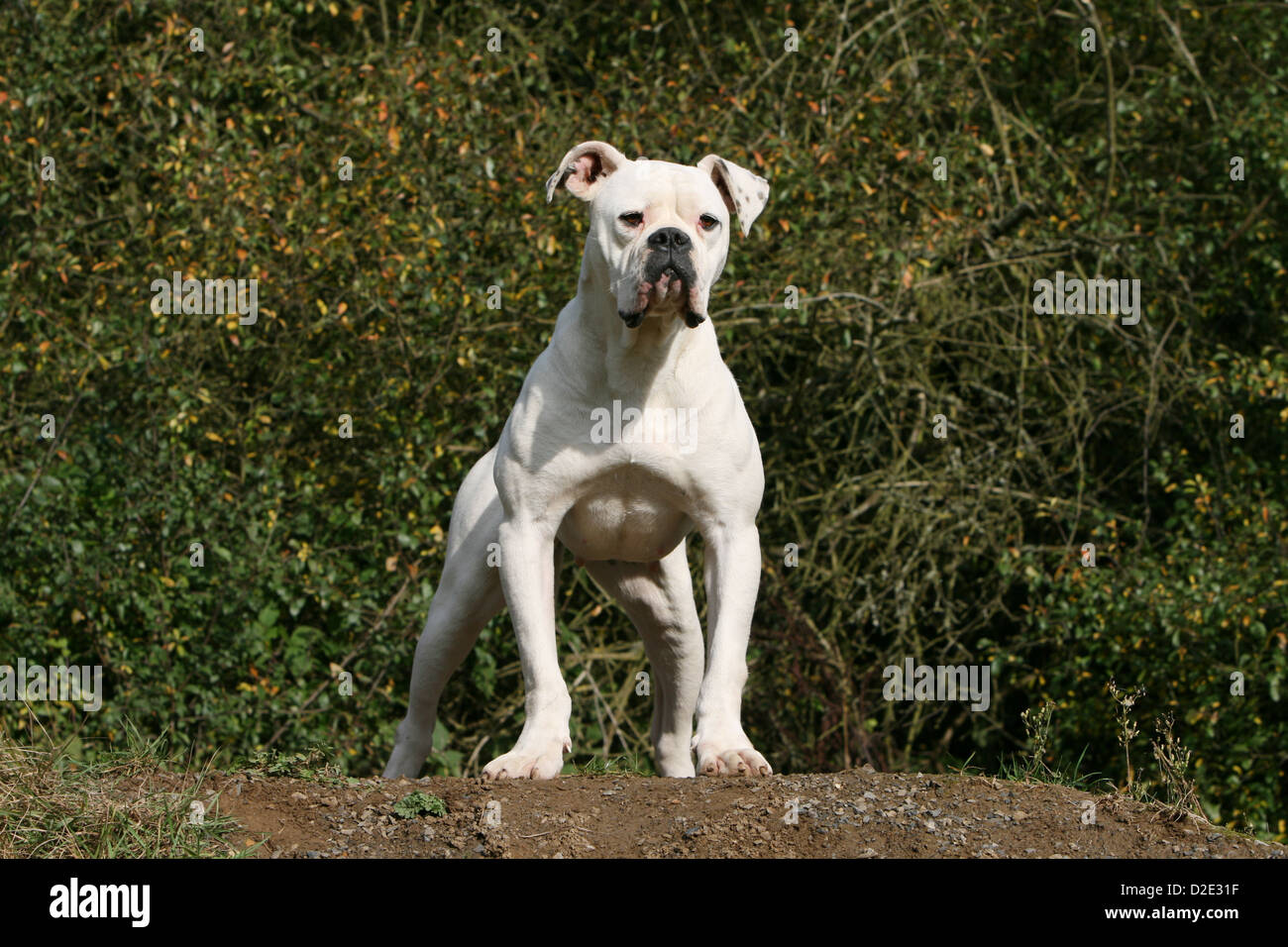 Bulldog s face hi-res stock photography and images - Alamy