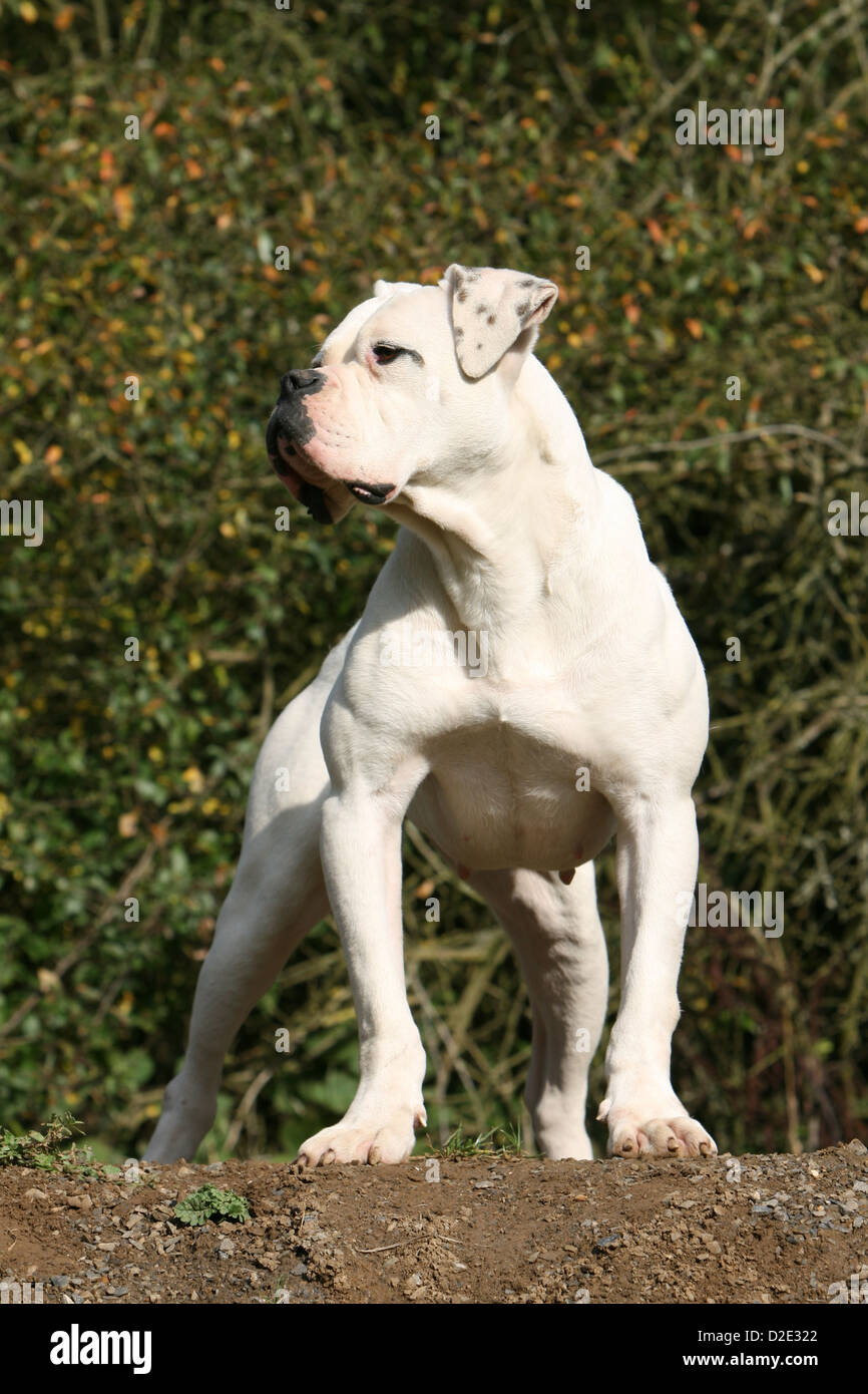 Dog American Bulldog / Bully adult standing on the ground Stock Photo ...