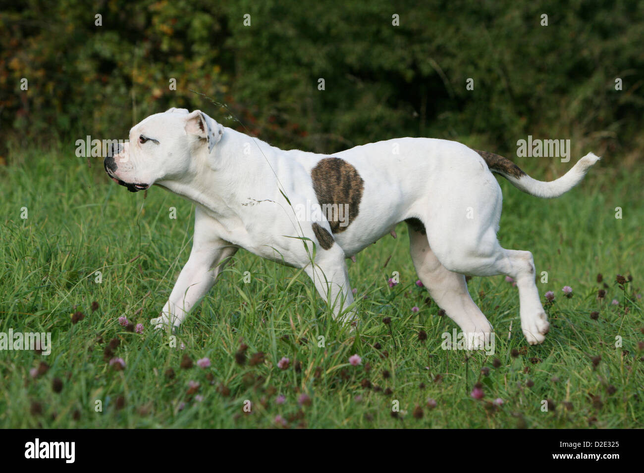 Dog American Bulldog / Bully puppy walking in a meadow Stock Photo - Alamy