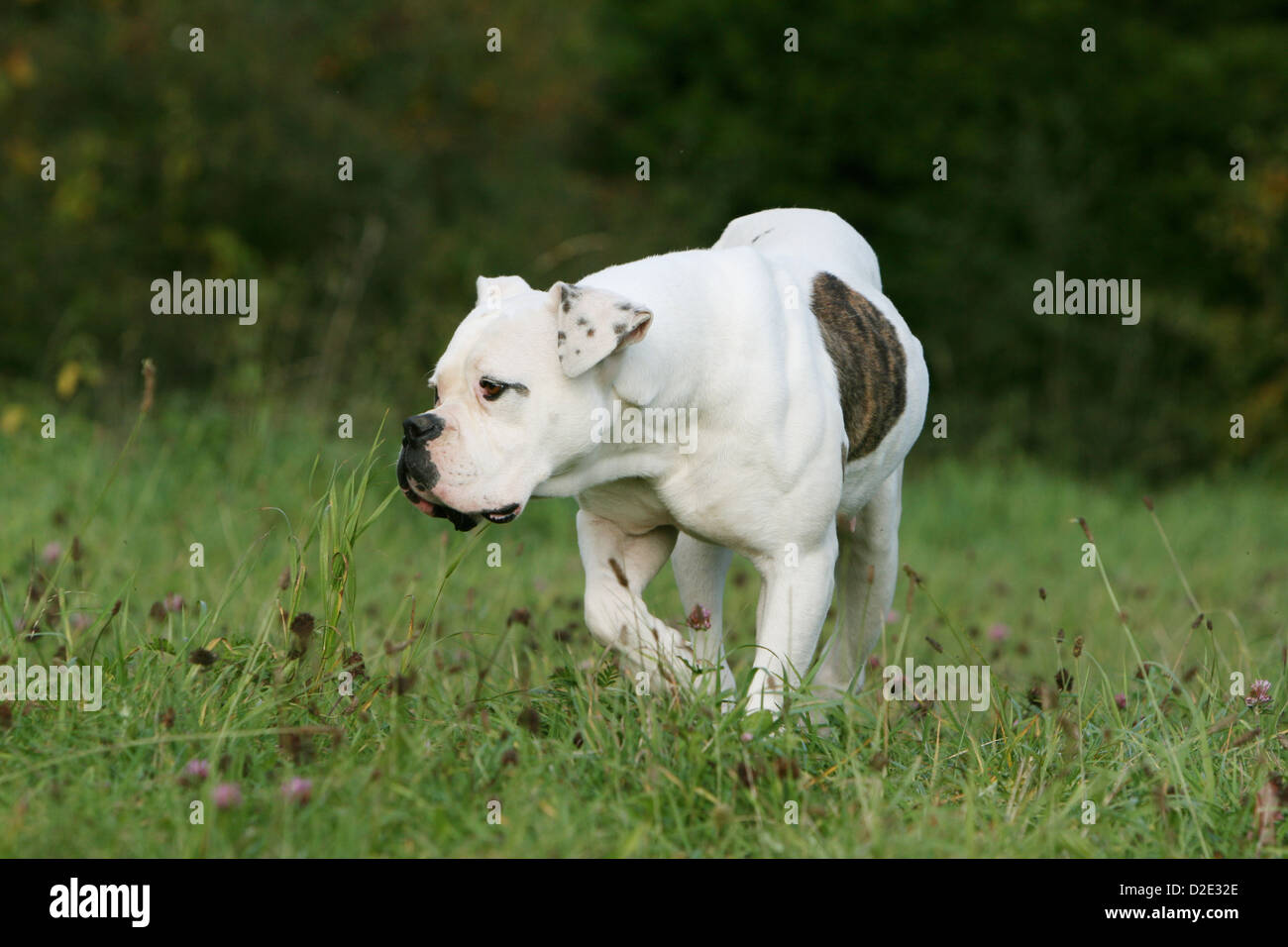 Walking american bully puppy hi-res stock photography and images - Alamy