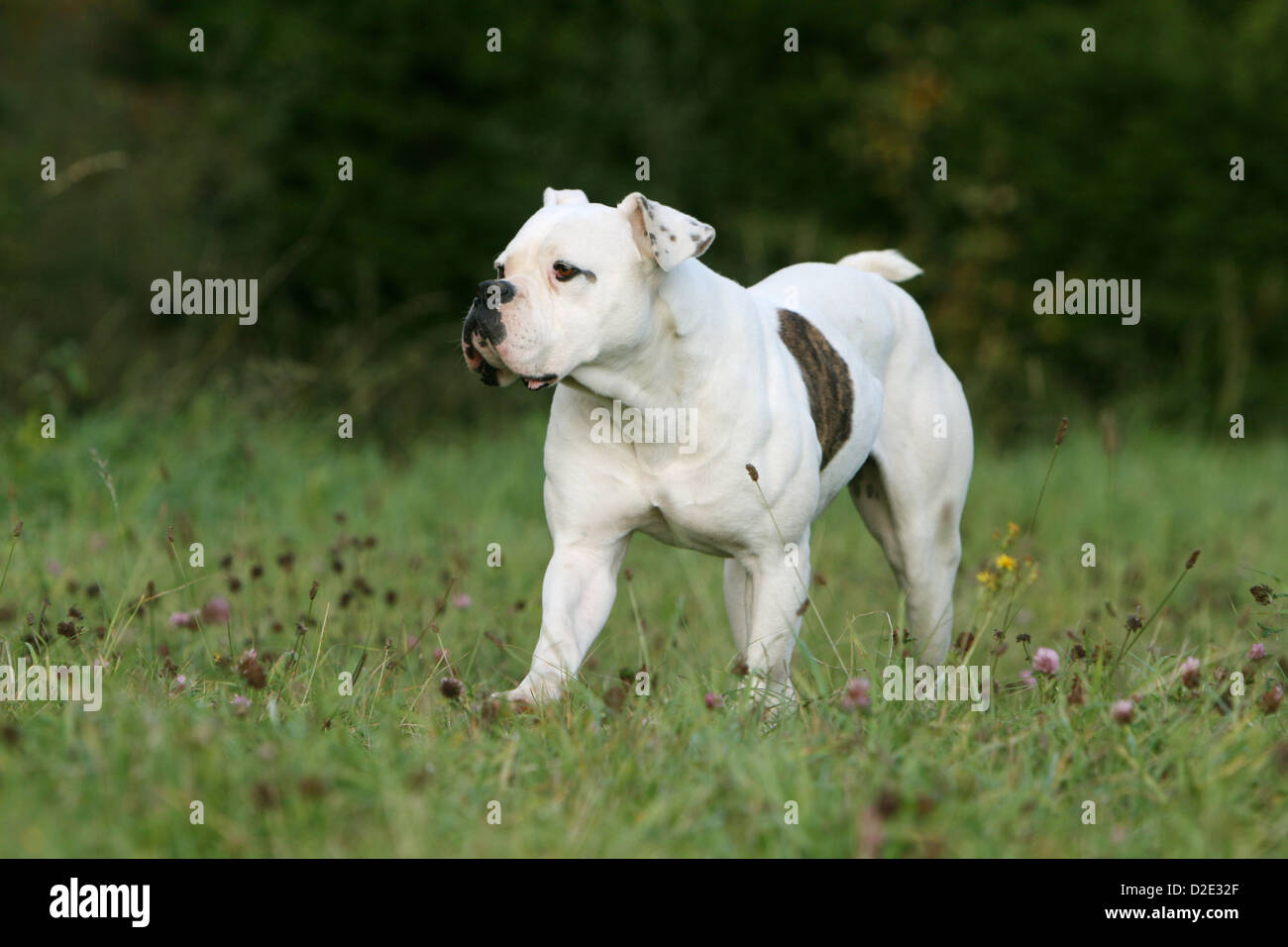 Lovely american bully puppies hi-res stock photography and images - Alamy