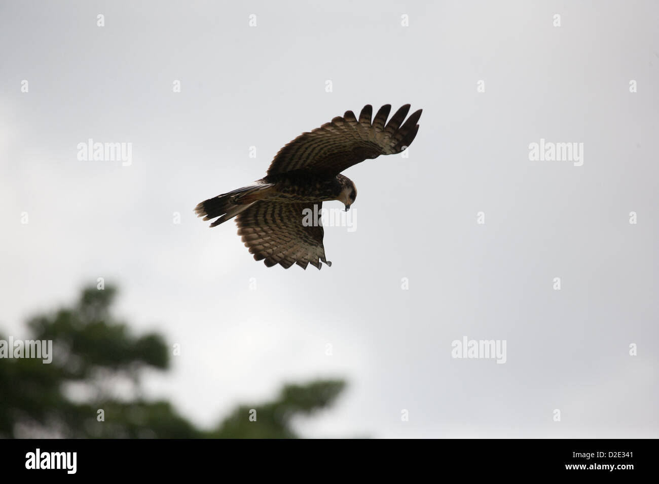 Flying snail hi-res stock photography and images - Alamy