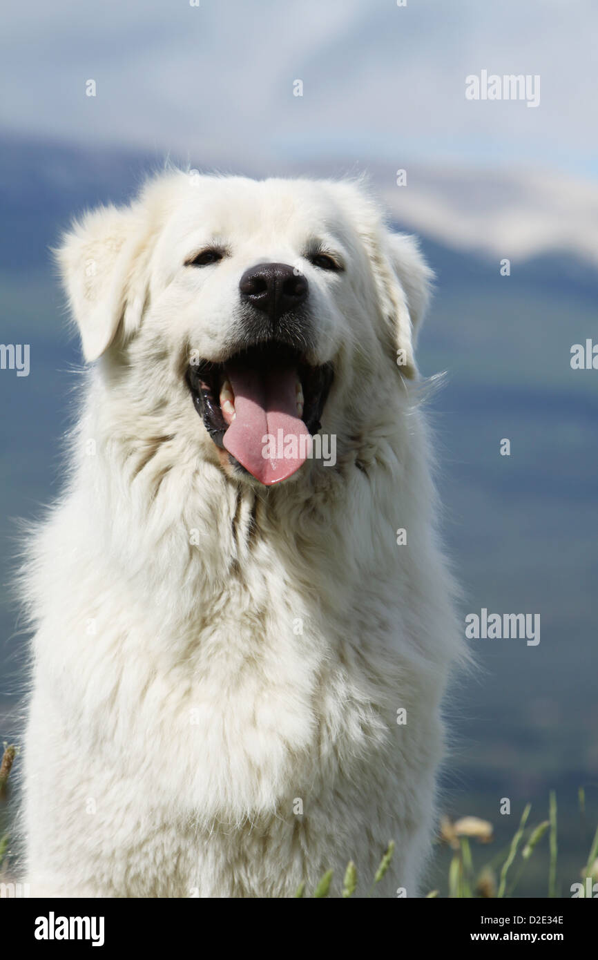 Tatra mountains shepherds dog hi-res stock photography and images - Alamy