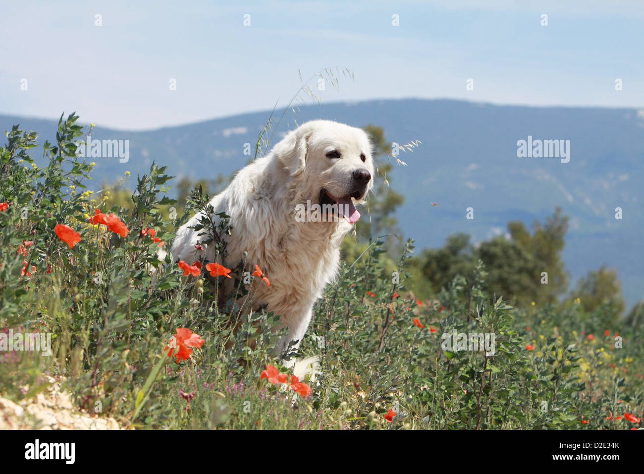 Sheeps and sheepdog in nature High Resolution Stock Photography and ...
