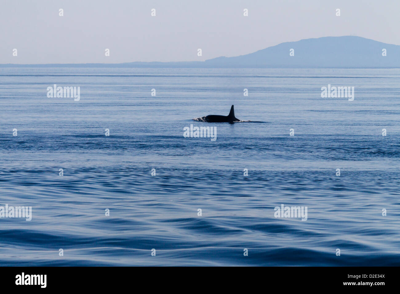 Transient orca whales hi-res stock photography and images - Alamy