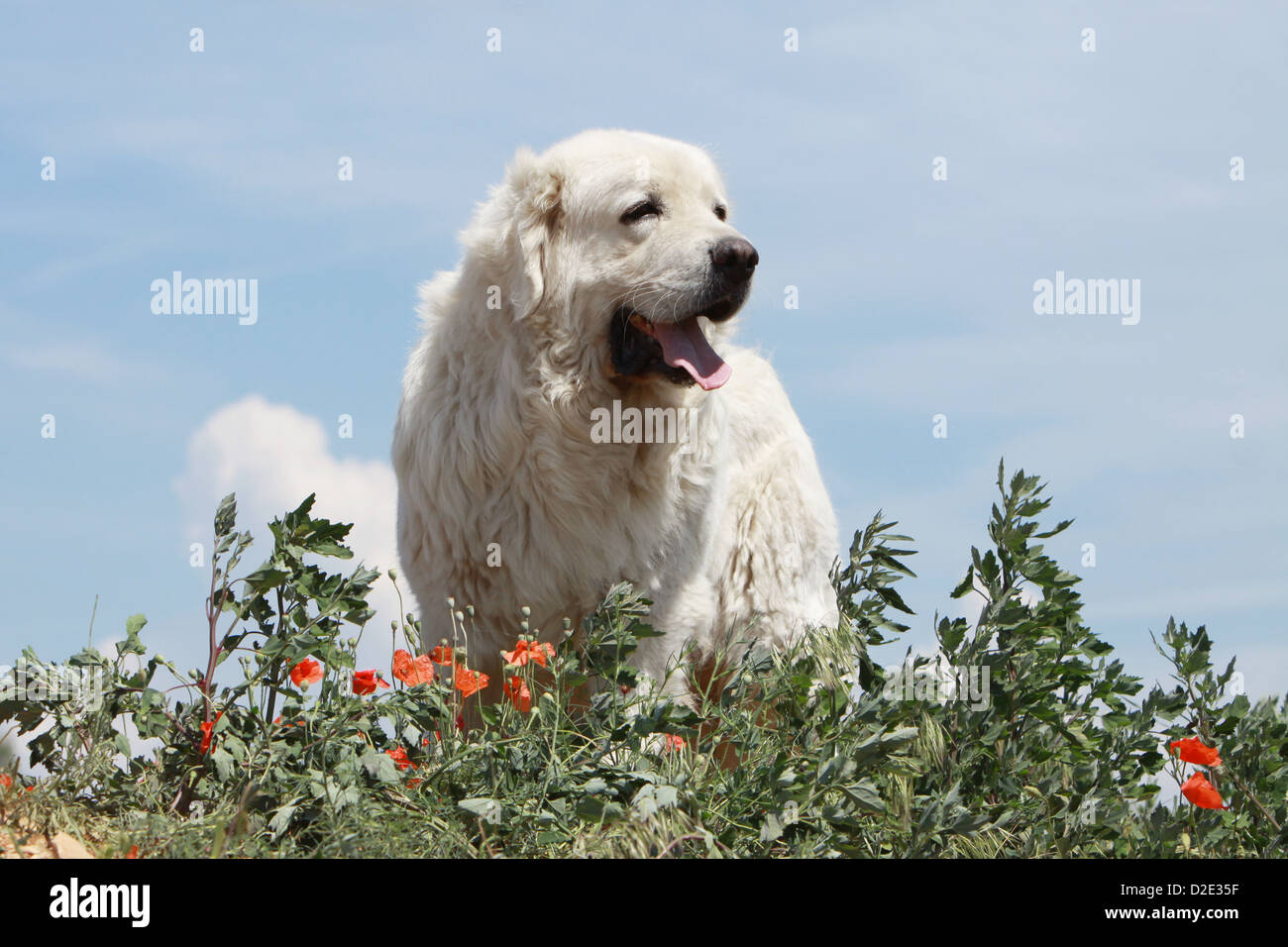 Dog Polish Tatra Sheepdog / Tatra Mountain Sheepdog / Podhale adult ...