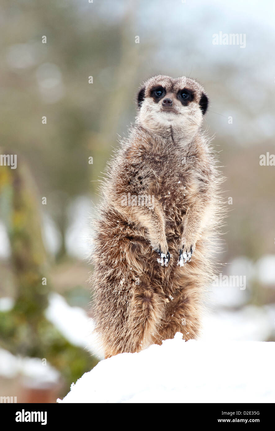Meerkat standing in snow Stock Photo - Alamy
