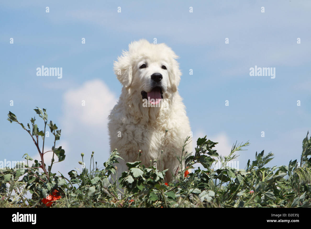 Dog Polish Tatra Sheepdog / Tatra Mountain Sheepdog / Podhale puppy ...