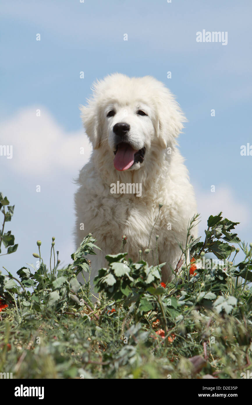 Dog Polish Tatra Sheepdog / Tatra Mountain Sheepdog / Podhale puppy ...