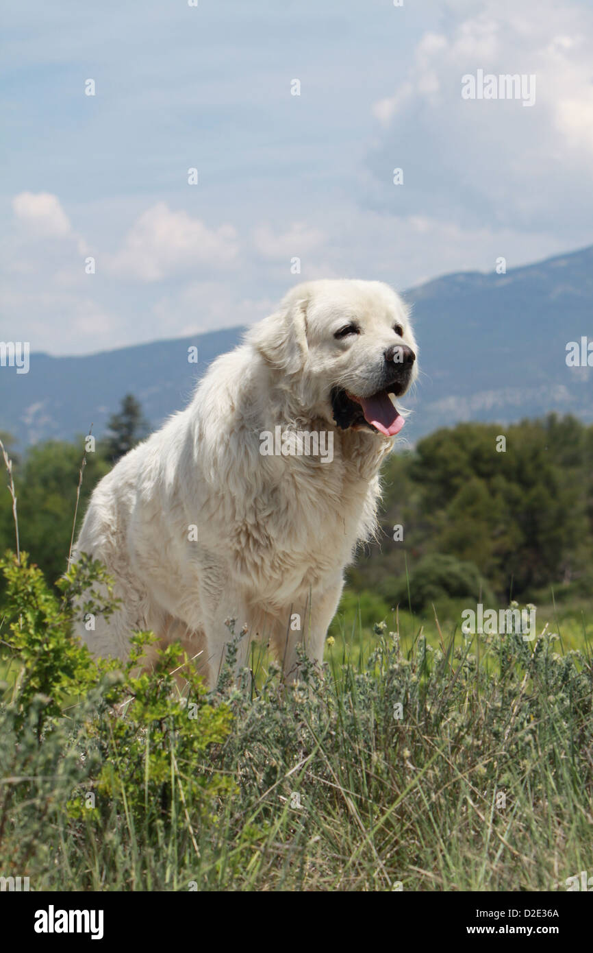 Dog Polish Tatra Sheepdog / Tatra Mountain Sheepdog / Podhale adult ...