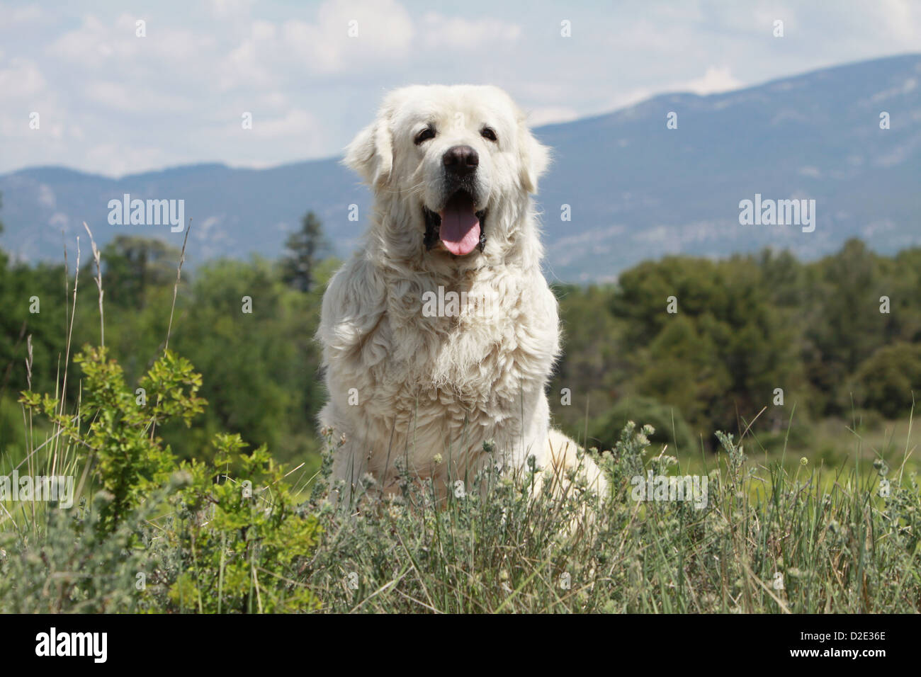Sheeps and sheepdog in nature hi-res stock photography and images - Alamy