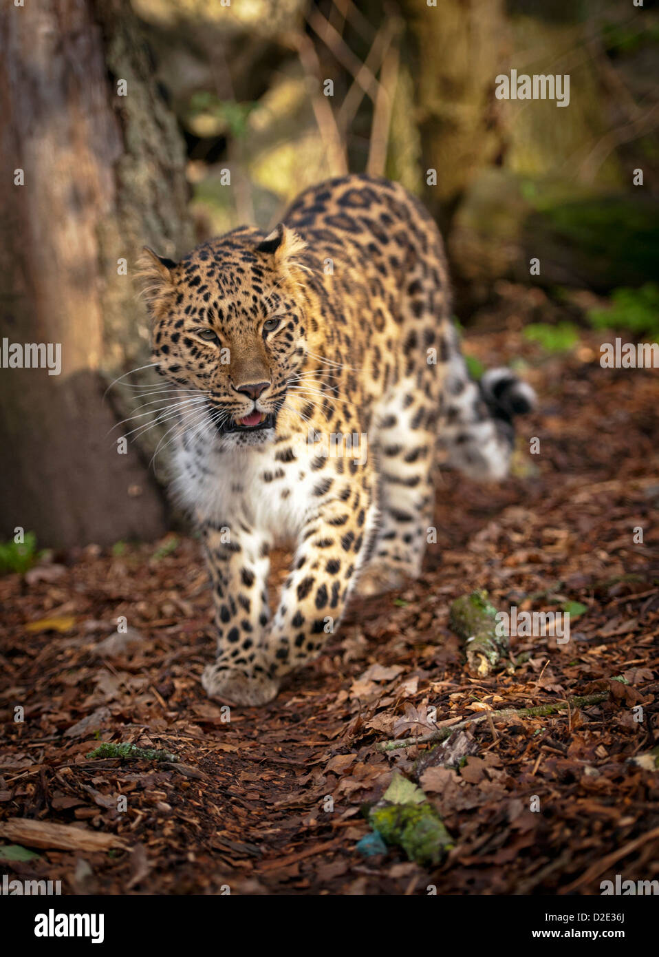 Female Amur leopard walking towards camera Stock Photo - Alamy