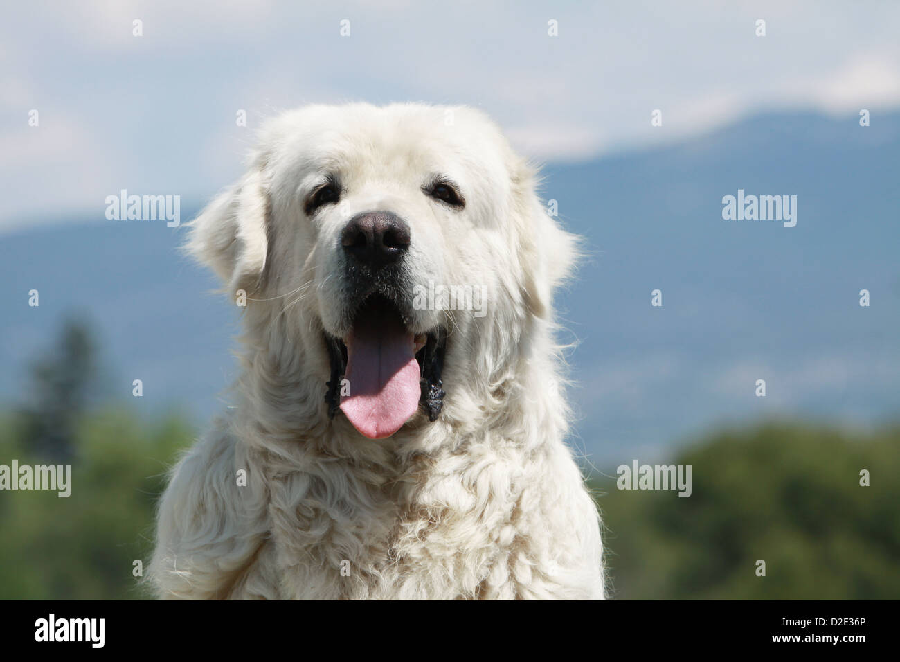 Dog Polish Tatra Sheepdog / Tatra Mountain Sheepdog / Podhale adult ...