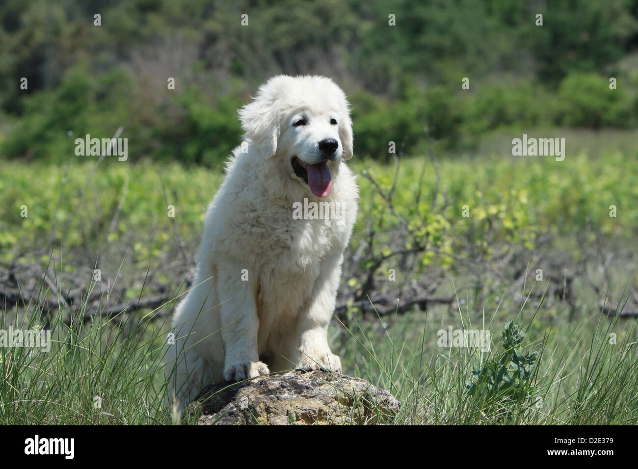 Dog Polish Tatra Sheepdog / Tatra Mountain Sheepdog / Podhale puppy ...