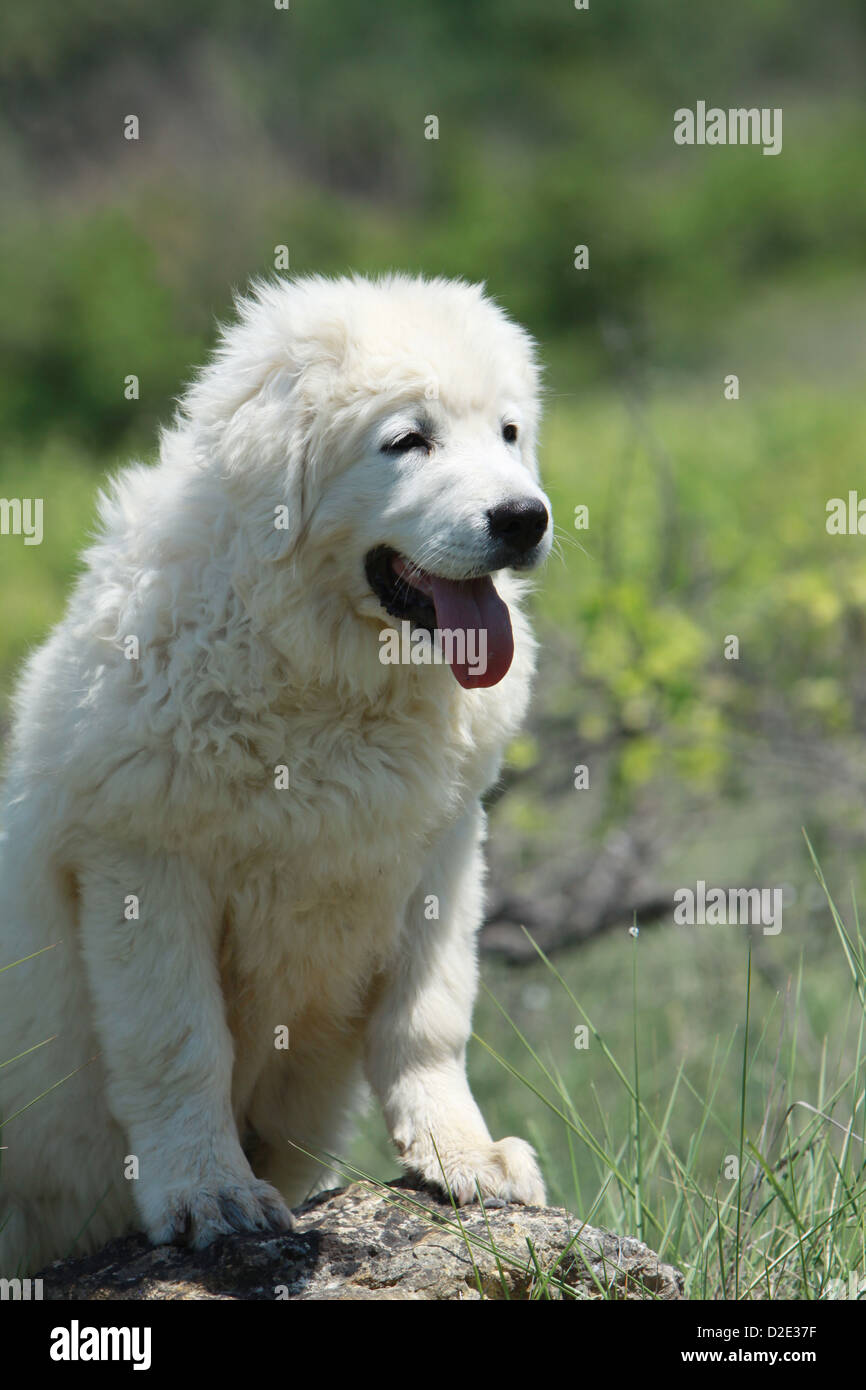 Tatra mountains shepherds dog hi-res stock photography and images - Alamy