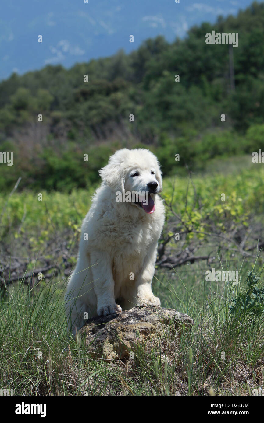 Dog Polish Tatra Sheepdog / Tatra Mountain Sheepdog / Podhale puppy ...