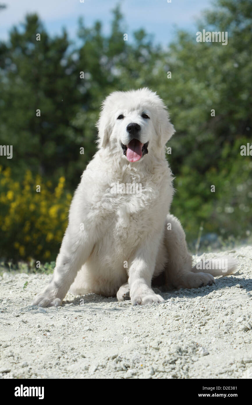Dog Polish Tatra Sheepdog / Tatra Mountain Sheepdog / Podhale puppy ...